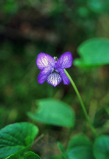 Alaska Violet Flower Essence - Viola langsdorfii – Alaskan Essences ...