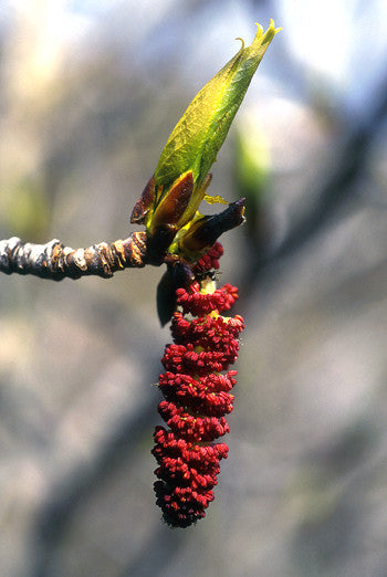 Balsam Poplar Flower Essence - Populus balsamifera – Alaskan Essences ...