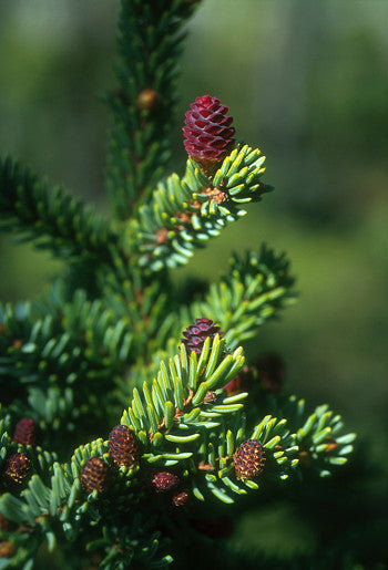 Picea Mariana Black Spruce Tree