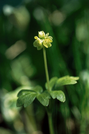Moschatel Flower Essence - Adoxa moschatelina – Alaskan Essences Online ...