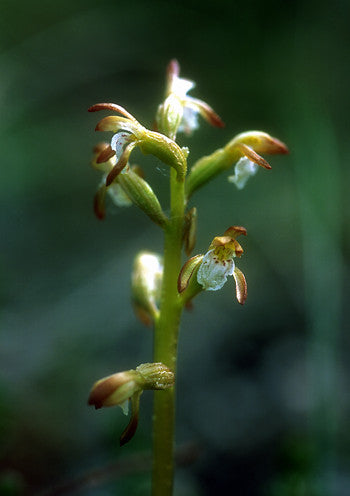 Northern Coral Root Flower Essence - Corallorhiza trifida – Alaskan ...