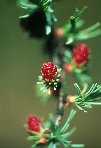 Tamarack Flower Essence - Larix larcina – Alaskan Essences Online Store